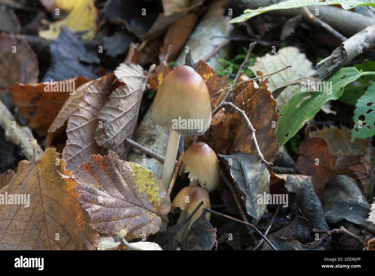Inkcap fungus (Coprinus sp Stock Photo - Alamy