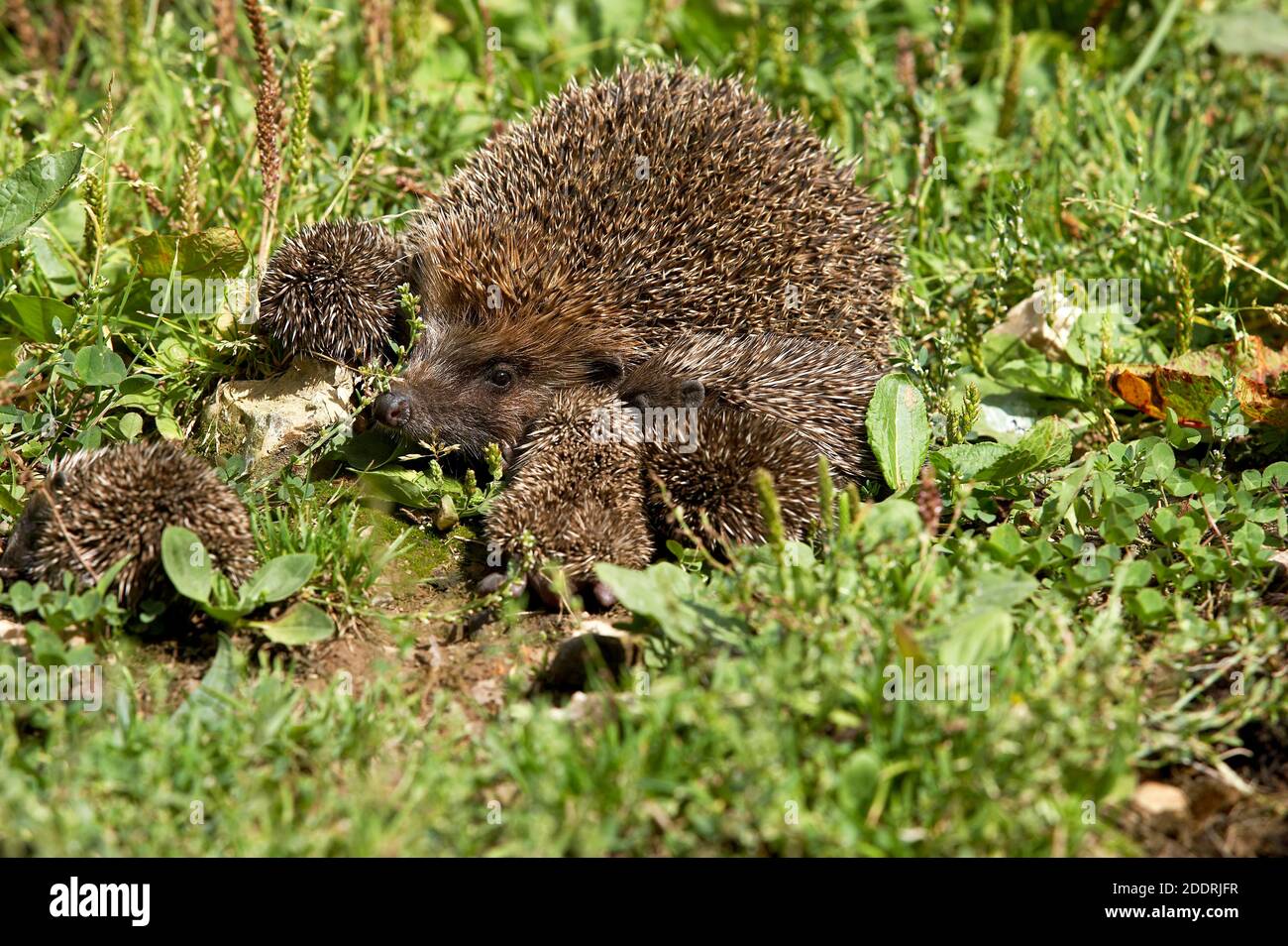 European Hedgehog, erinaceus europaeus, Female with Babies, Normandy ...