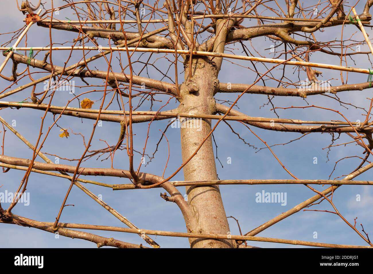 Pleached trees trained on bamboo cane frame work to establish distinct ...