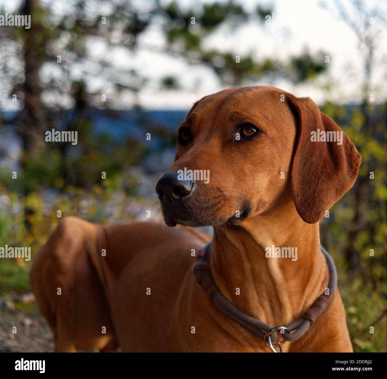 Dog Breed rhodesian ridgeback portrait in nature Jena Stock Photo - Alamy