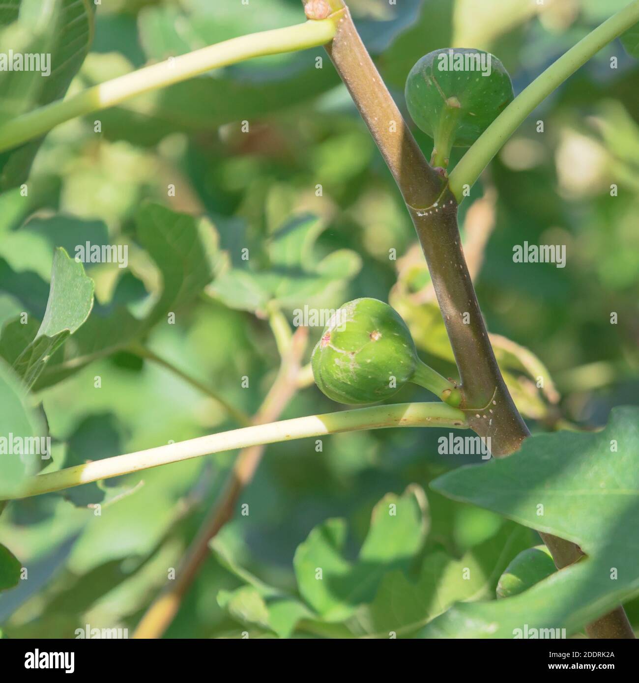 Close-up fig fruit ripening on tree at community garden near Dallas ...