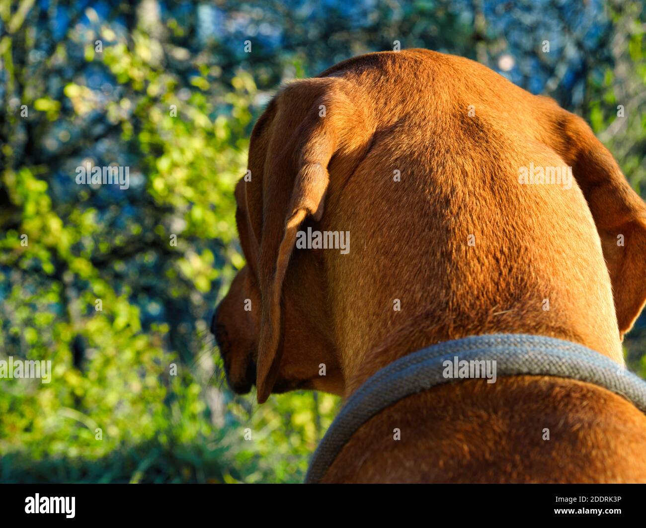 Dog Breed rhodesian ridgeback head from the back in nature Jena Stock ...