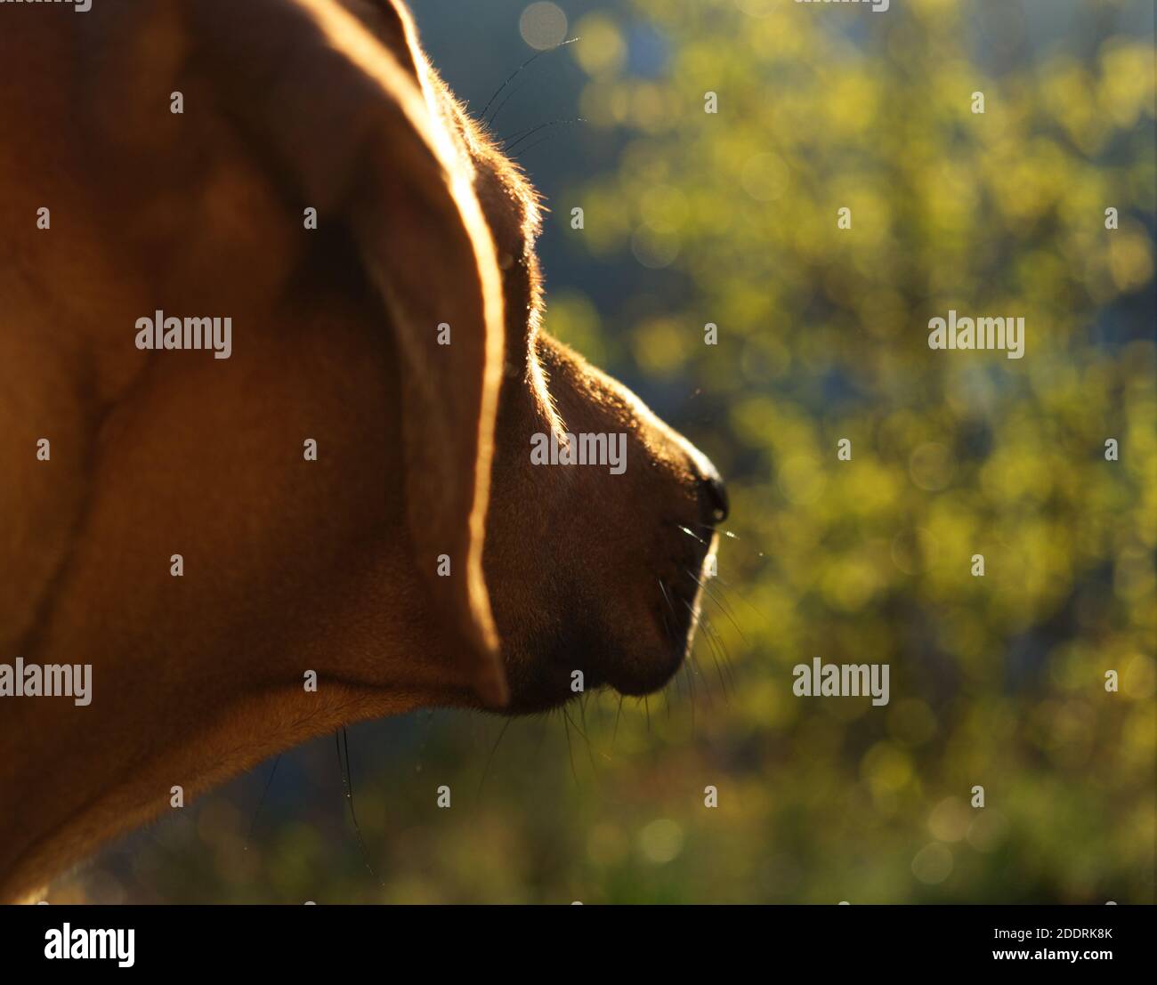 Dog Breed rhodesian ridgeback head from the back in nature Jena Stock ...