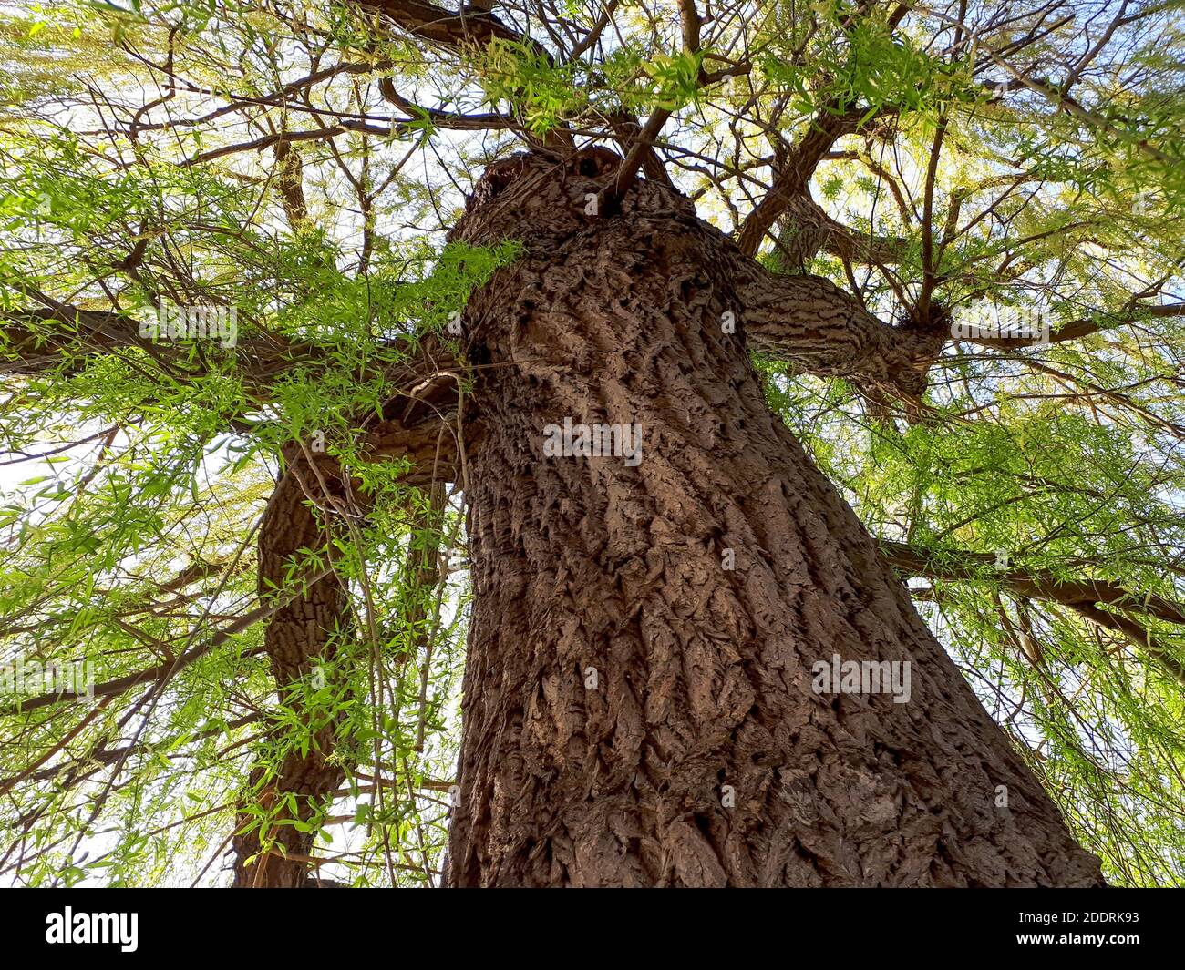 Black willow tree hi-res stock photography and images - Alamy