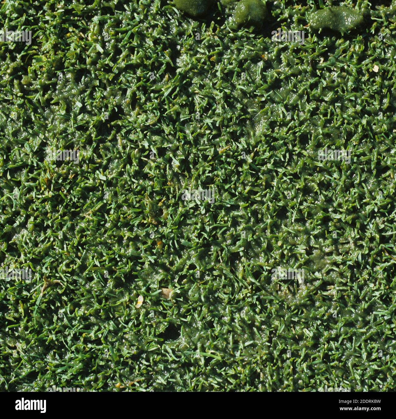 Algal turf hi-res stock photography and images - Alamy