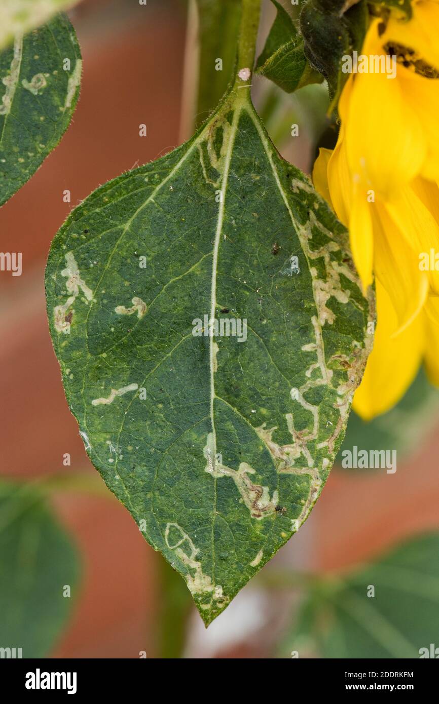 Sunflower pests hi-res stock photography and images - Alamy