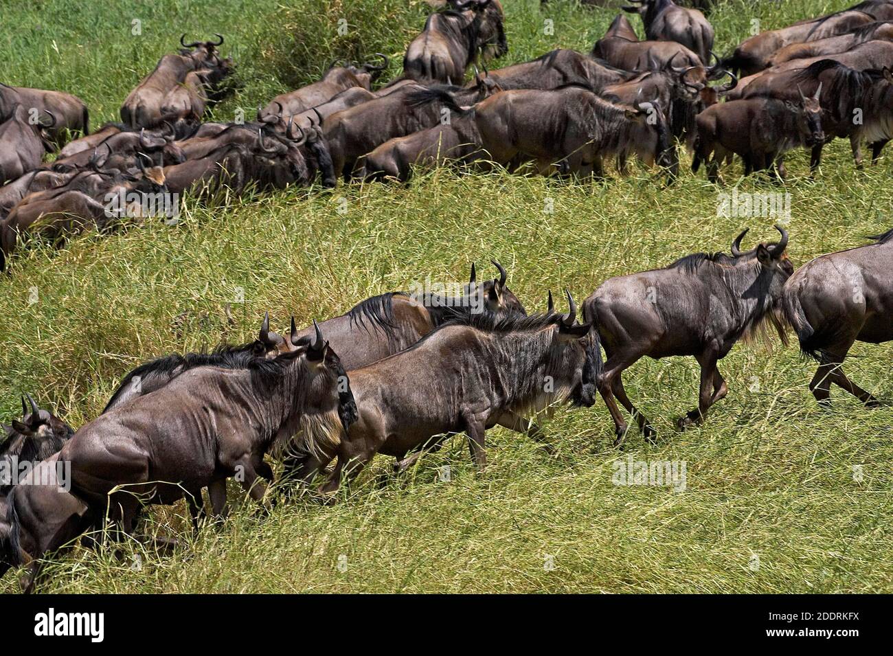 Blue Wildebeest, connochaetes taurinus, Herd migrating, Masai Mara Park ...