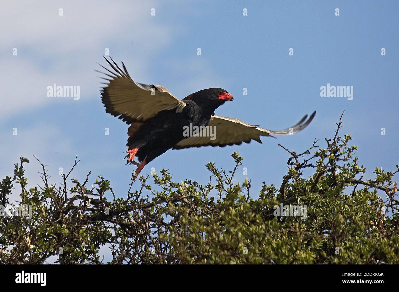 Bateleur Eagle, terathopius ecaudatus, Adult in Flight, Taking off ...