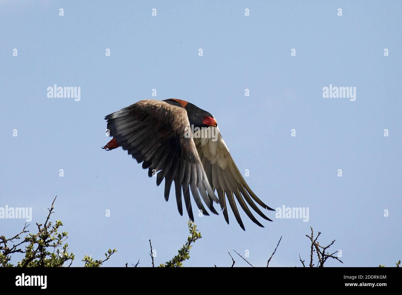 Bateleur Eagle, terathopius ecaudatus, Adult in Flight, Masai Mara Park ...