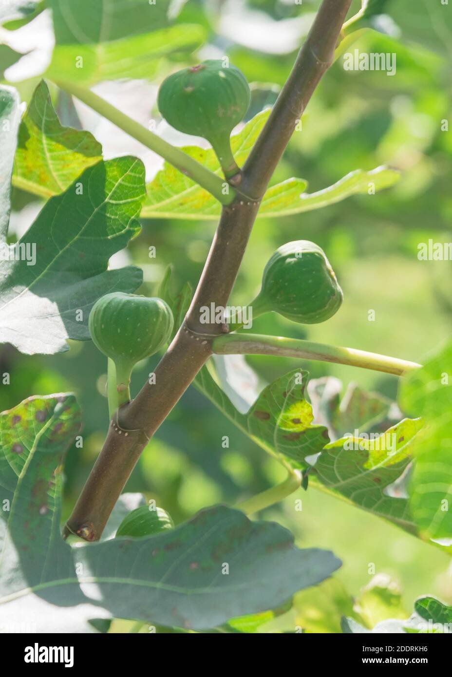 Group of common fig fruits on tree at community garden near Dallas ...