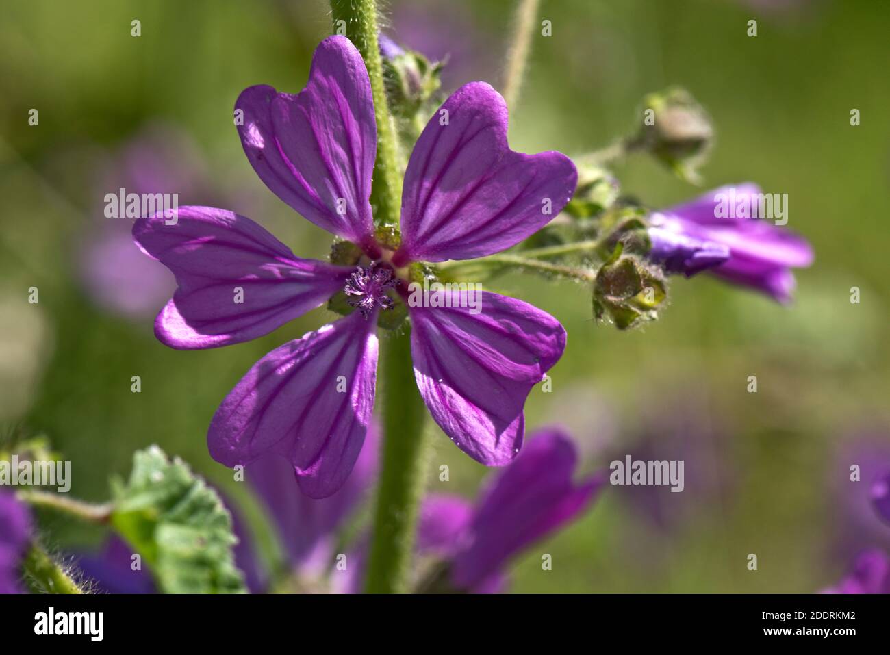 Common mallow (Malva sylvestris) pinkish-purple flowers with dark veins ...