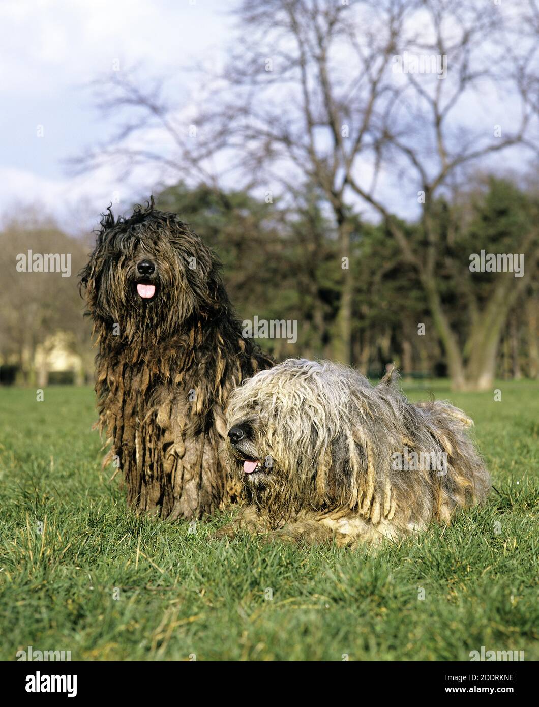 Bergamasco sheepdog hi-res stock photography and images - Alamy
