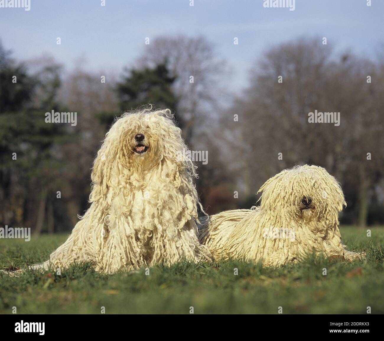 Hungarian Puli Dog, Adults standing on Grass Stock Photo - Alamy