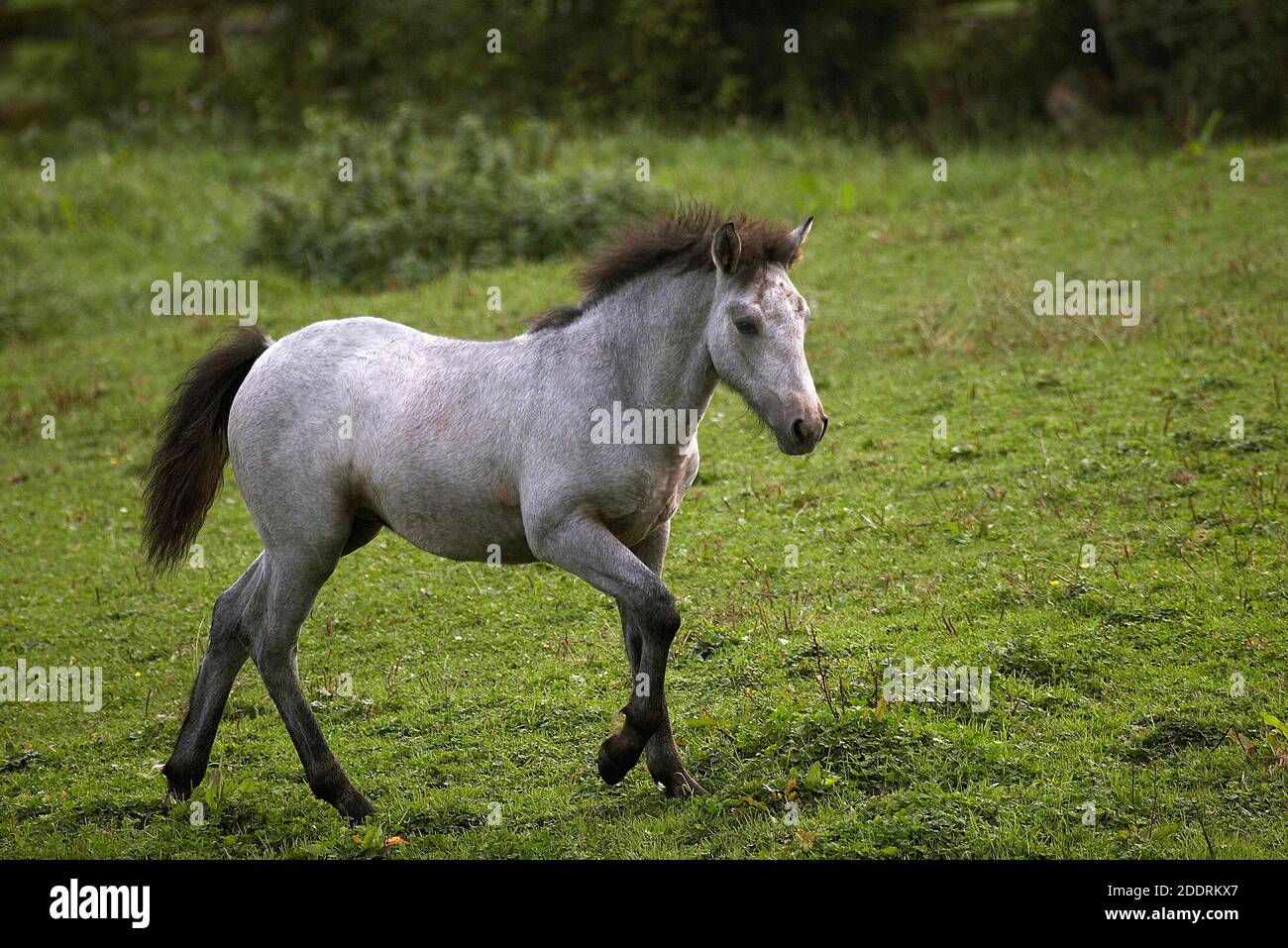 Connemara pony standing in paddock hi-res stock photography and images ...