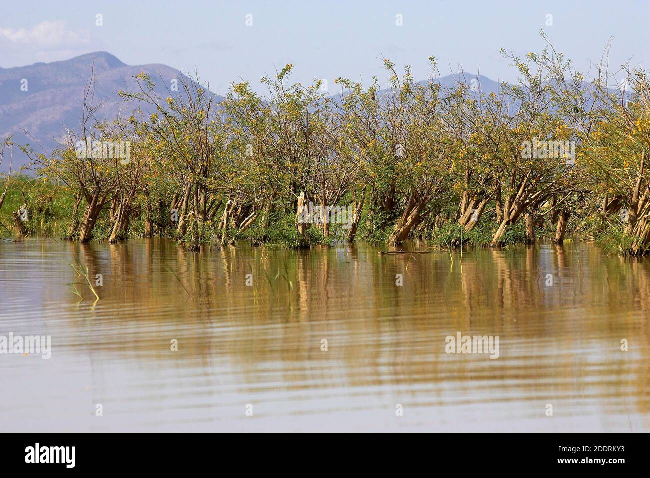 Balsa Wood Tree, aeschynomene elaphroxylon, Baringo Lake in Kenya Stock ...