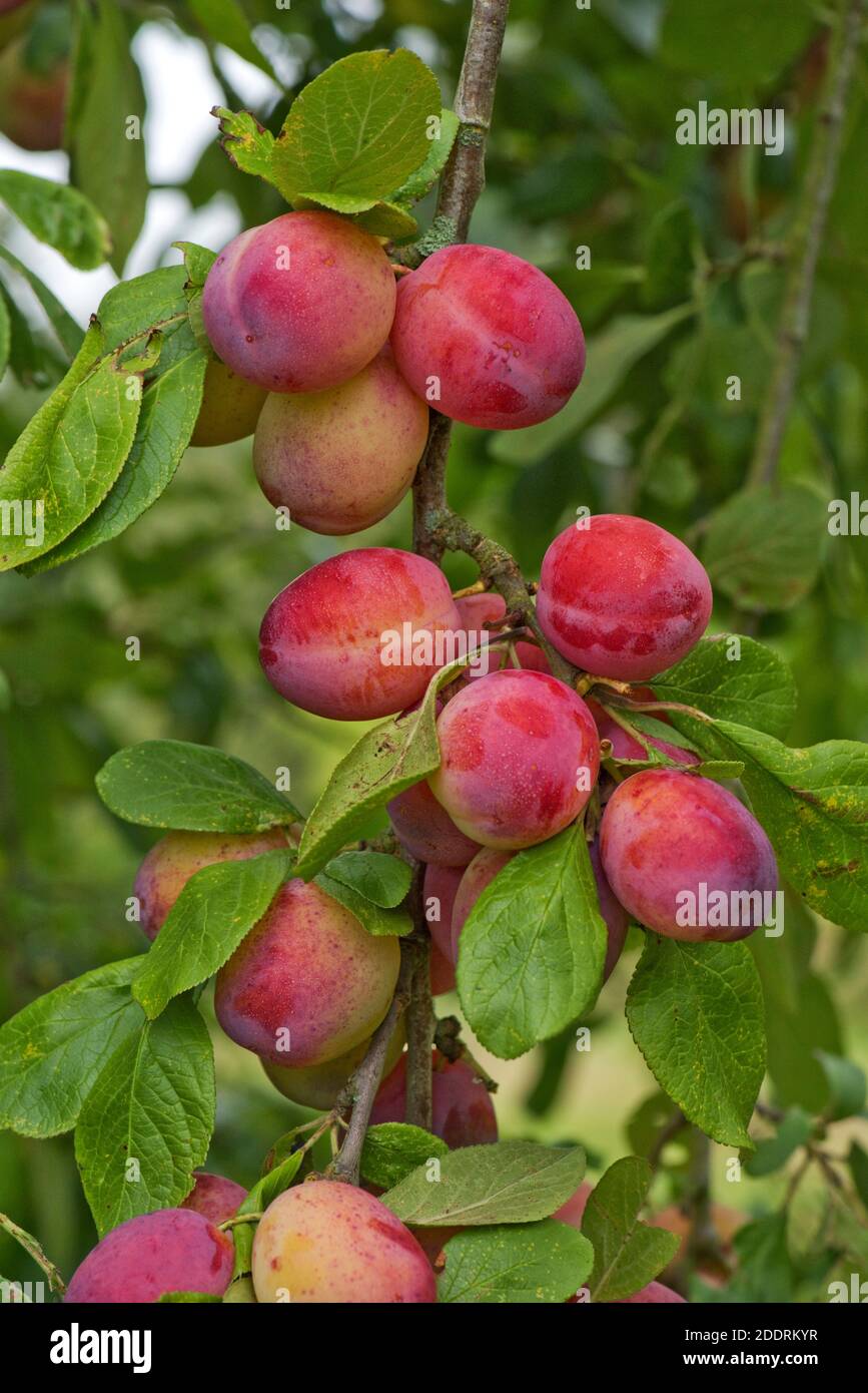 Victoria plums ripening hi-res stock photography and images - Alamy