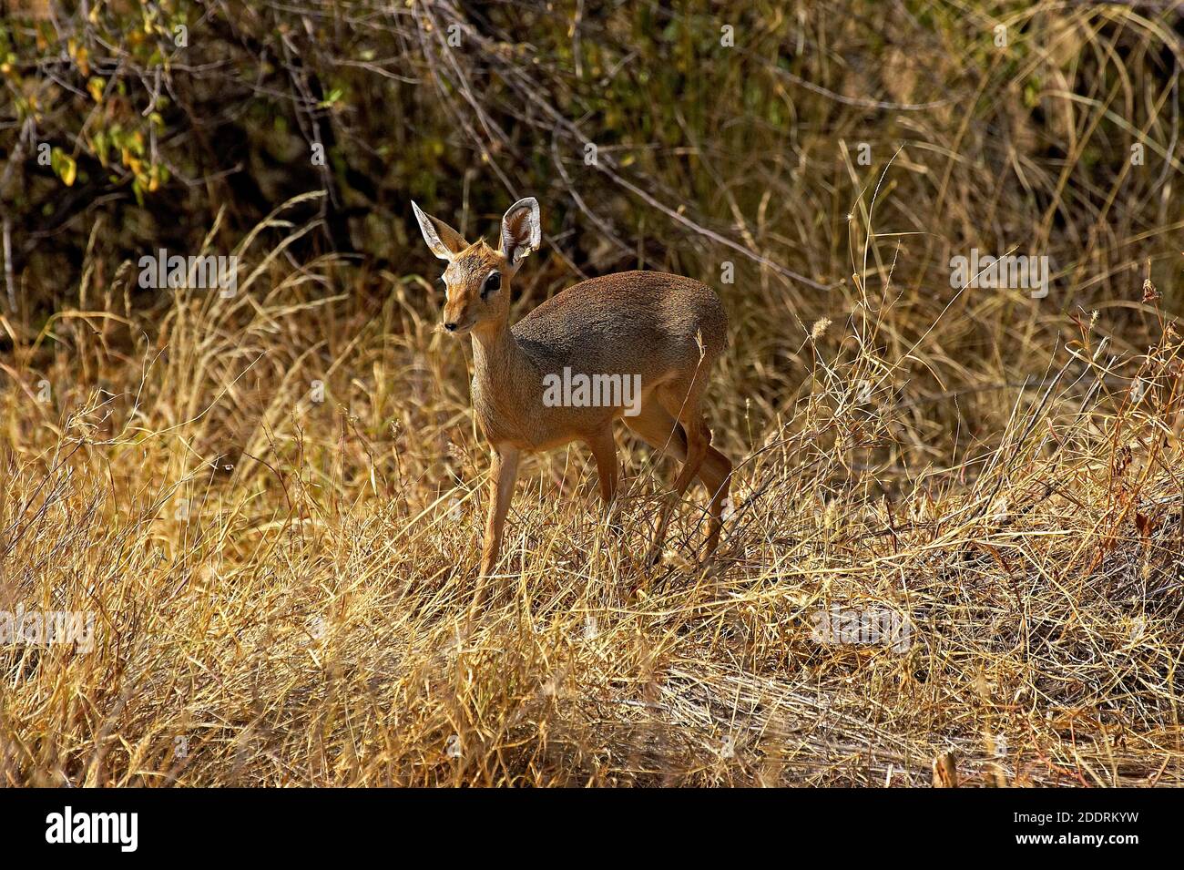 Kirk's Dik Dik, madoqua kirkii, Adult standing on Dry Grass, Masai Mara Park in Kenya Stock ...