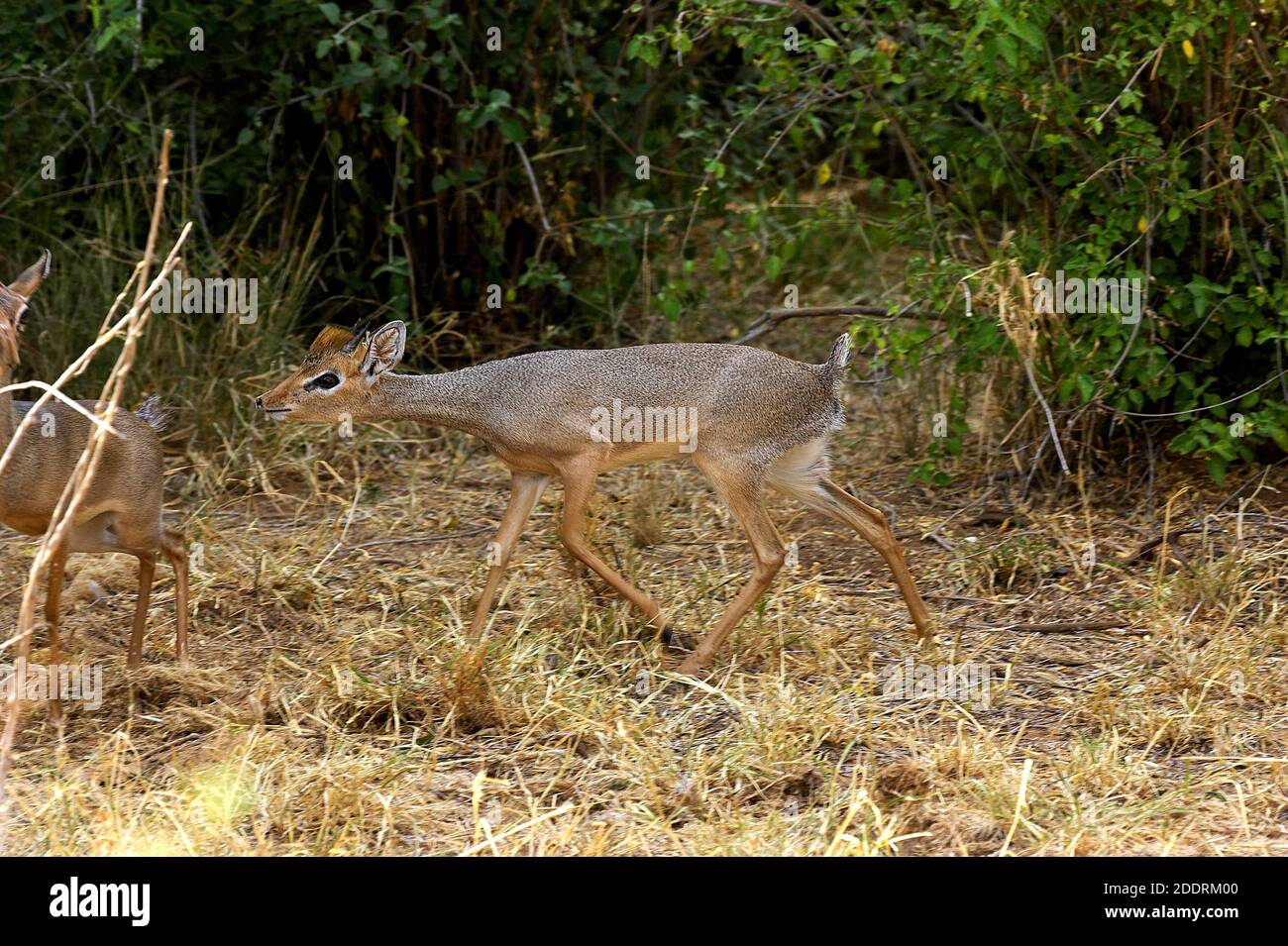 Kirk's Dik Dik, madoqua kirkii, Adult standing on Dry Grass, Masai Mara Park in Kenya Stock ...