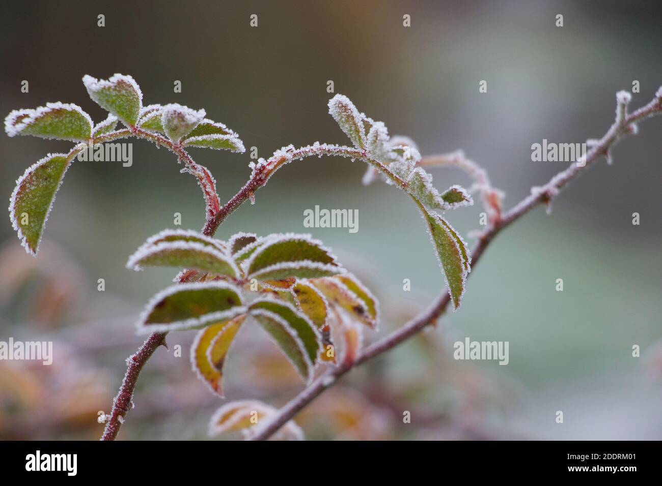 Plant negative space hi-res stock photography and images - Alamy