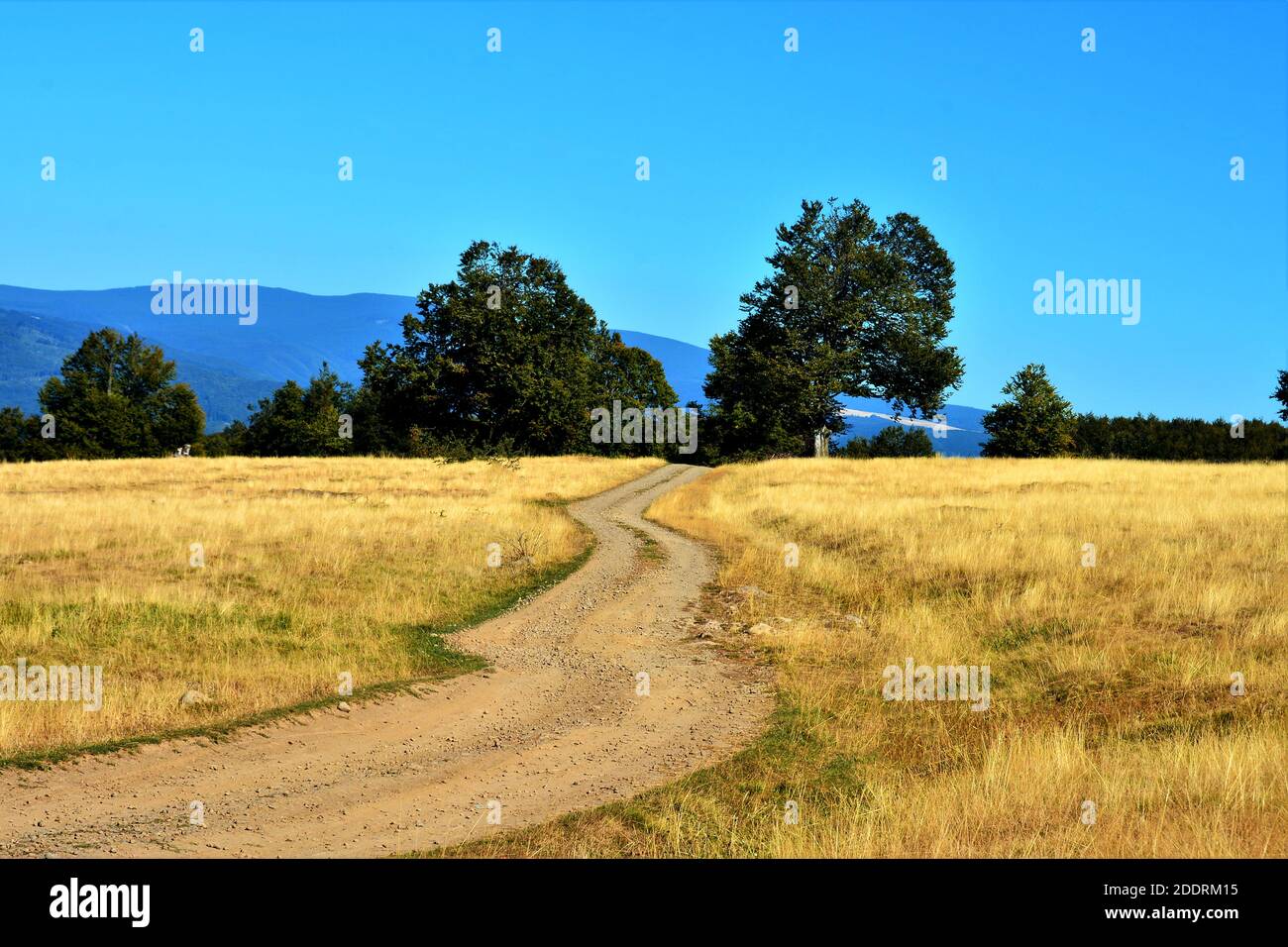 A road in the scenic countryside, picturesque trees in the background ...