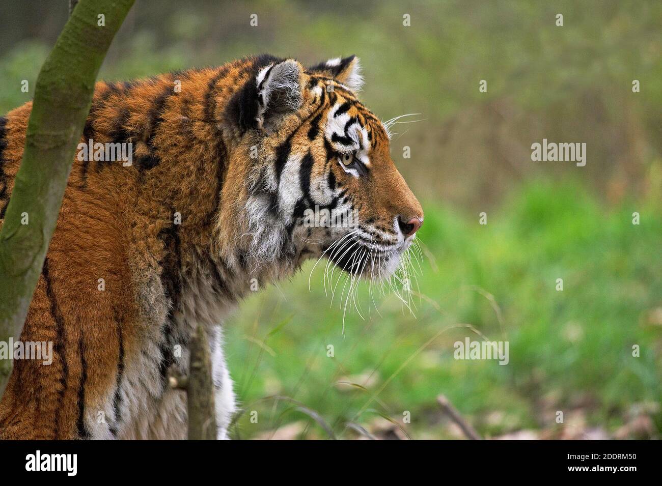 Siberian Tiger, panthera tigris altaica, Portrait of Adult Stock Photo - Alamy
