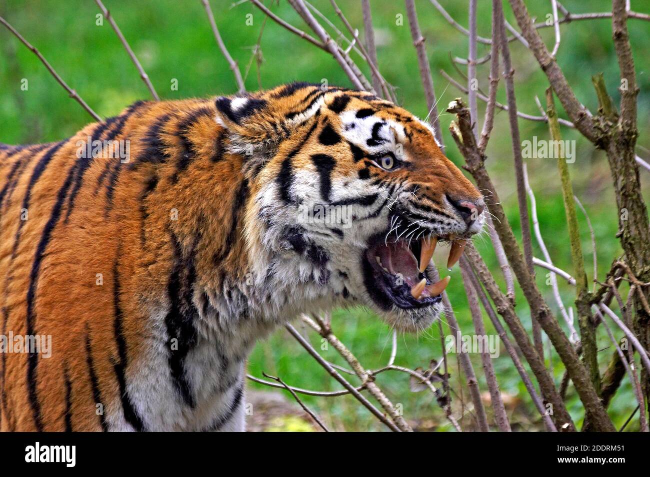 Siberian Tiger, panthera tigris altaica, Adult Snarling Stock Photo - Alamy