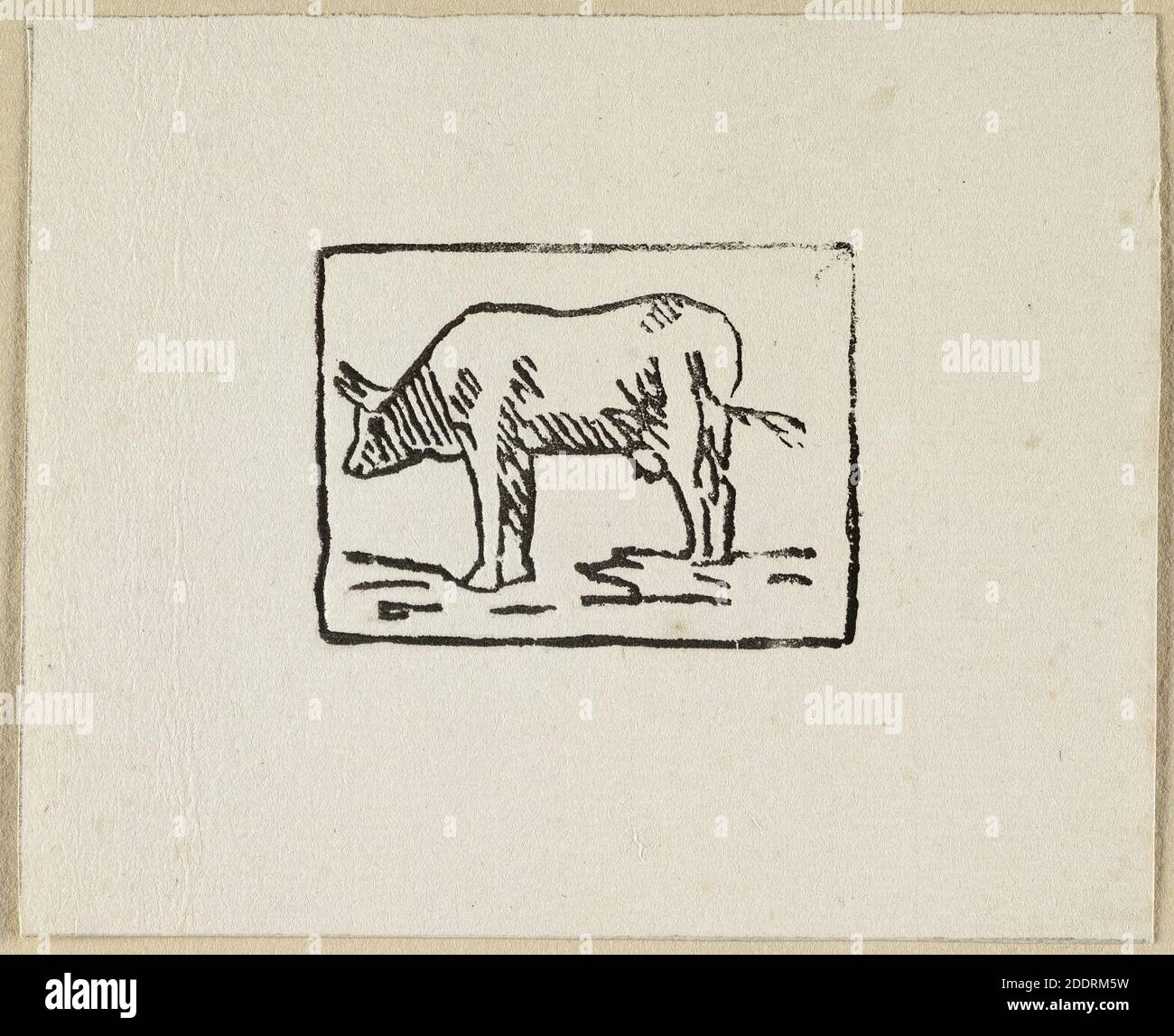 Koe archive hi-res stock photography and images - Alamy