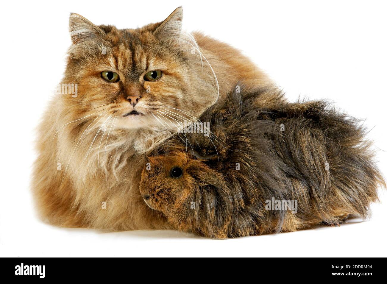 Tortoiseshell Persian Domestic Cat with long Hair Guinea Pig against ...