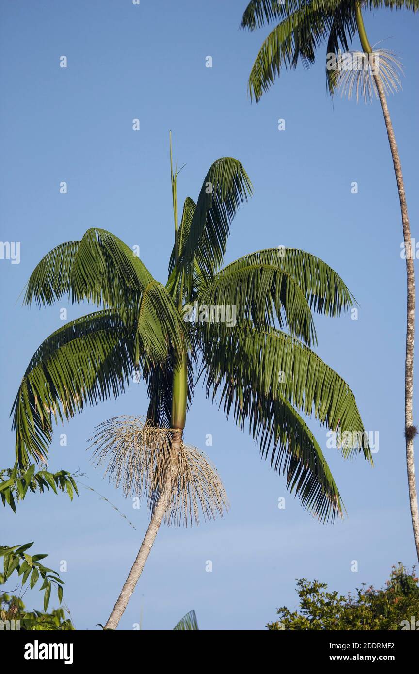 Moriche Plam, mauritia flexuosa, Tree producing Heart of Palm, Orinoco ...