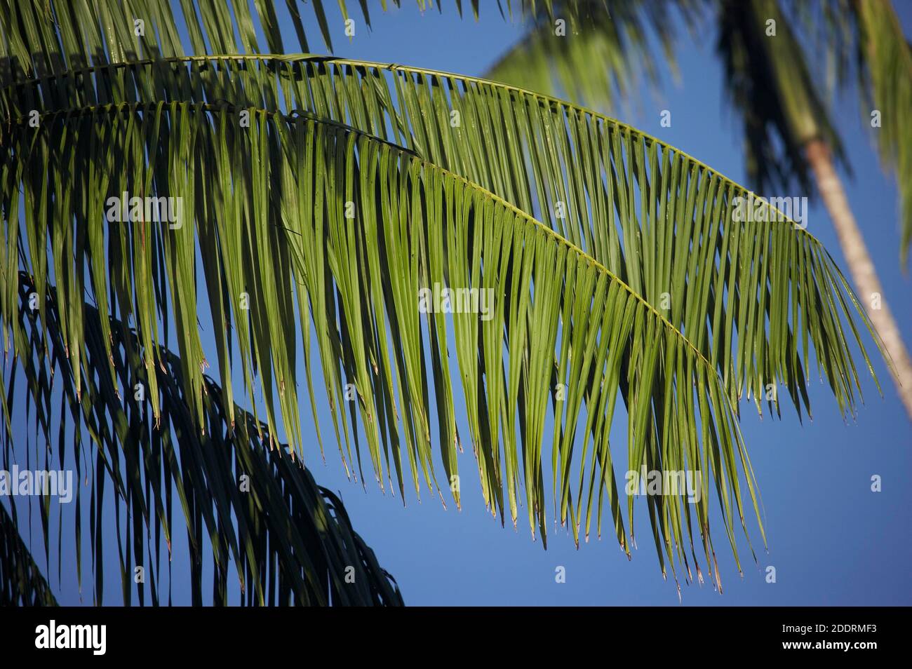 Moriche Plam, mauritia flexuosa, Tree producing Heart of Palm, Orinoco ...