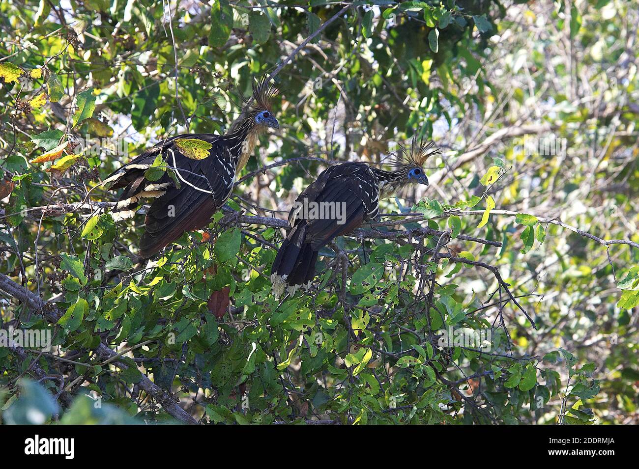 Hoatzin bird standing hi-res stock photography and images - Alamy