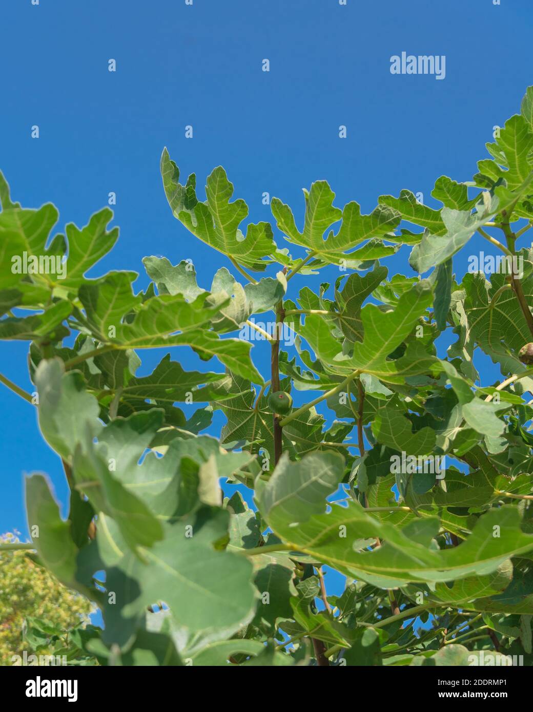 Tree species in the fig and mulberry family hi-res stock photography ...