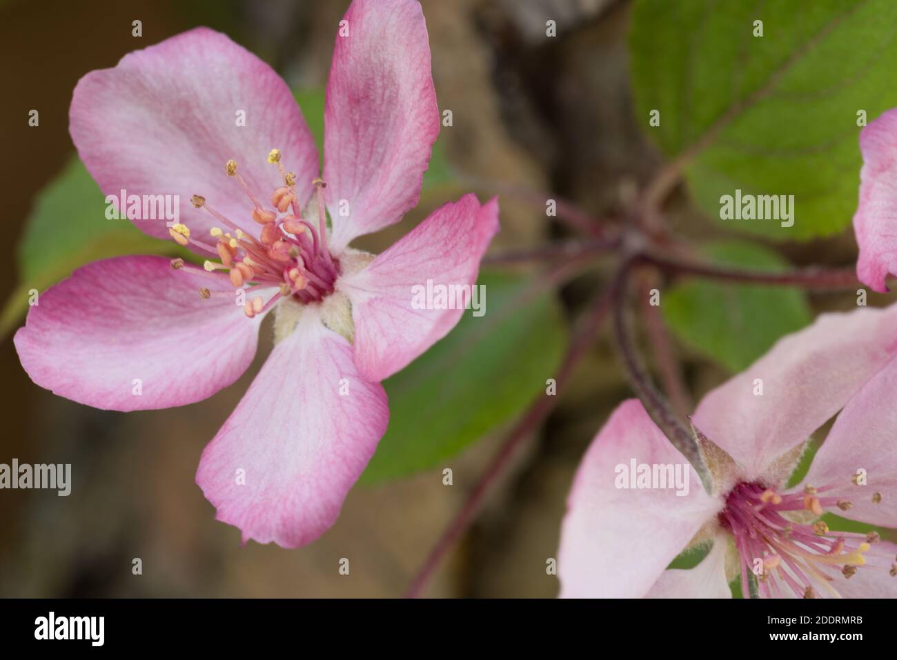 Pink crabapple tree hi-res stock photography and images - Alamy