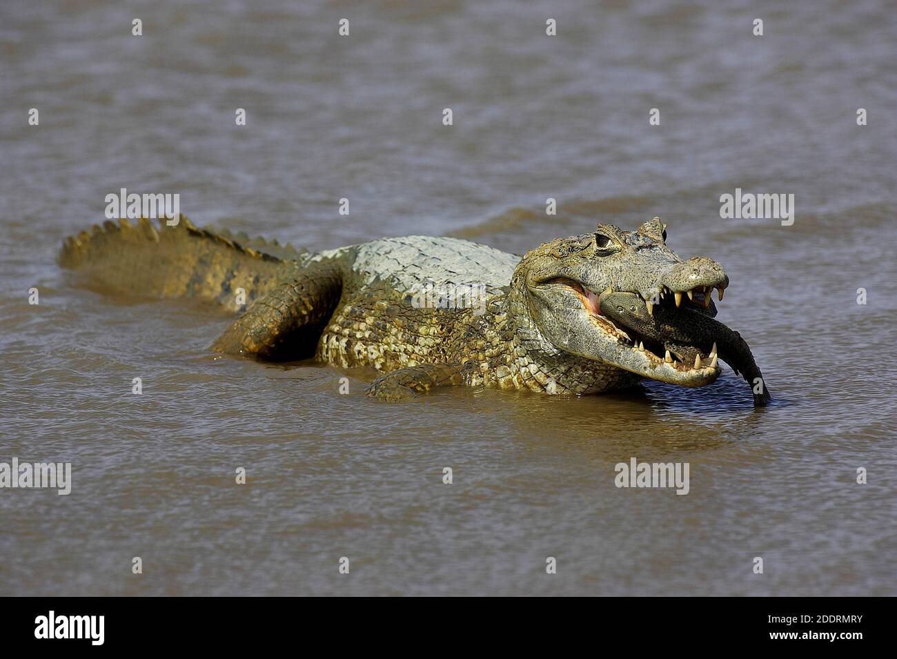 Spectacled Caiman, caiman crocodilus, Adult catching Fish, Los Lianos ...