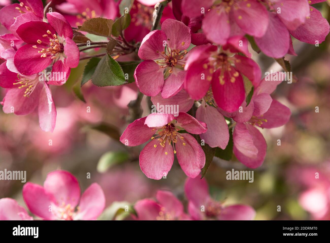 Pink Crabapple Tree Flowers Stock Photo - Alamy
