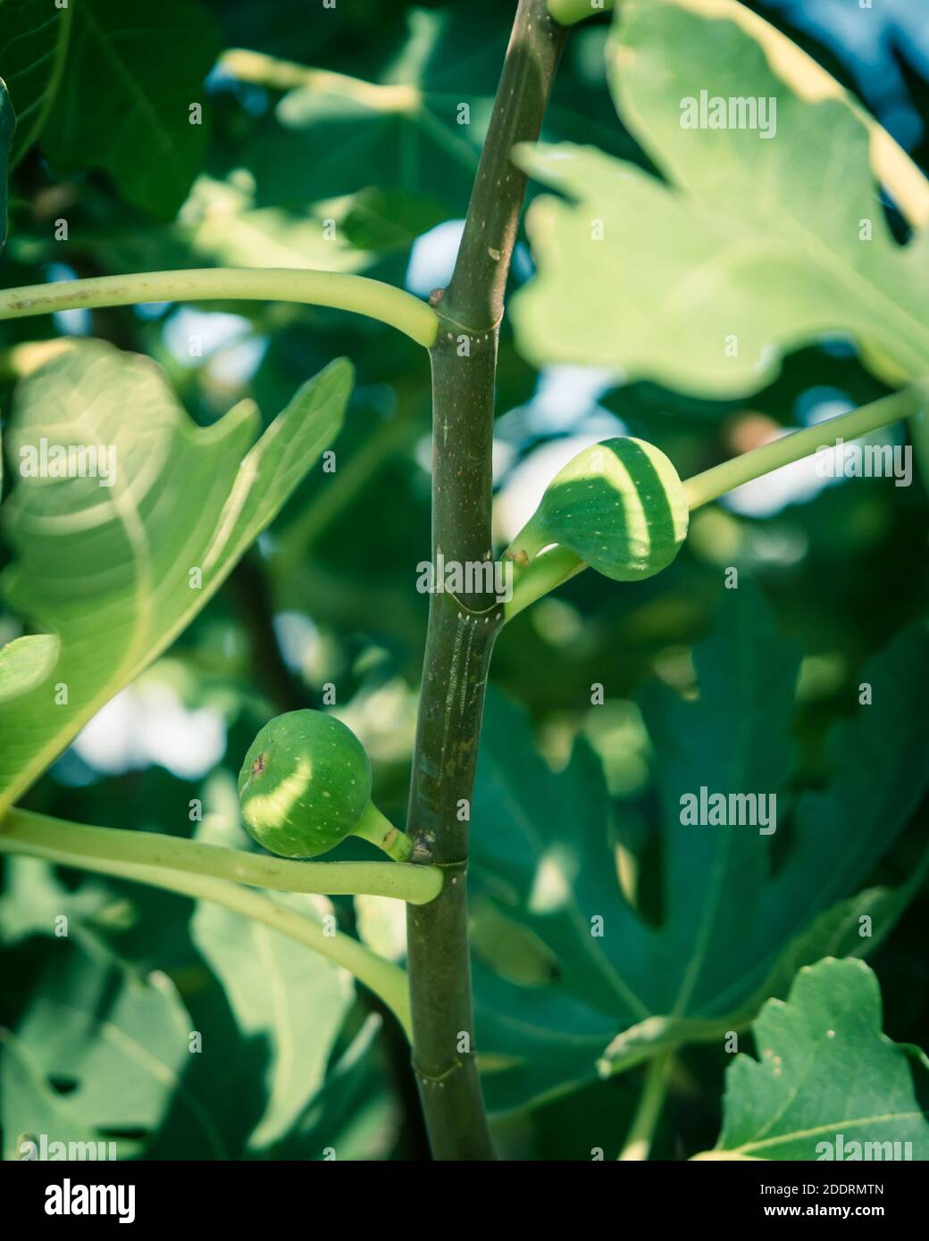 Toned photo group of common fig fruits on tree at community garden near ...