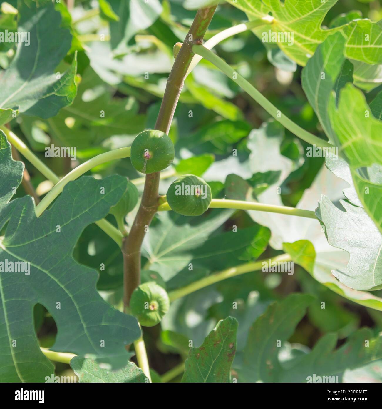 Group of common fig fruits on tree at community garden near Dallas ...