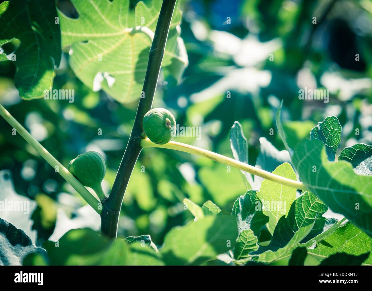 Toned photo group of common fig fruits on tree at community garden near ...