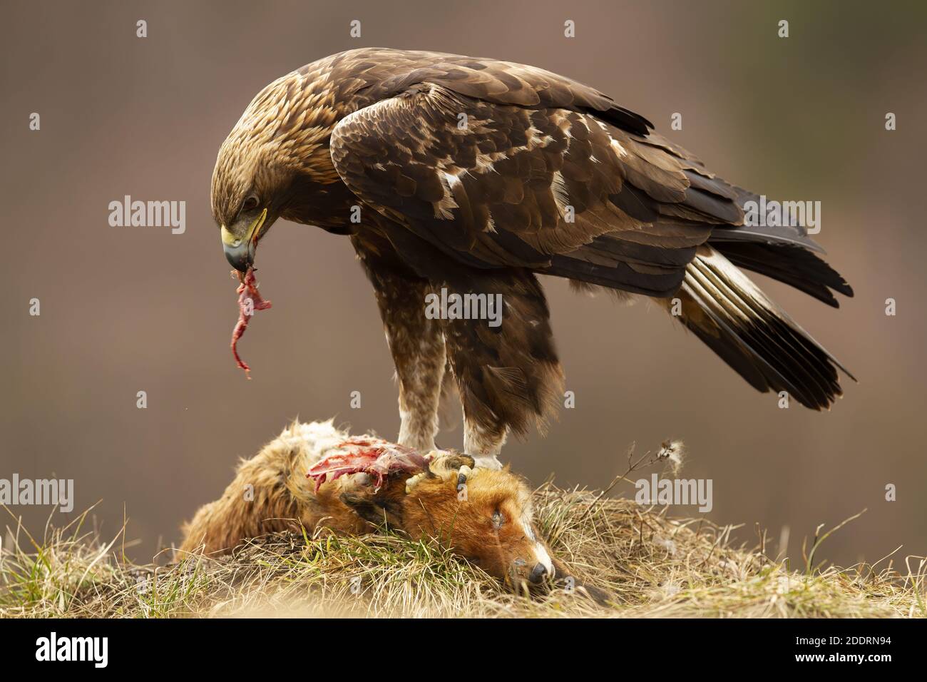 Golden eagle standing on a dead fox and feeding with its flash in ...
