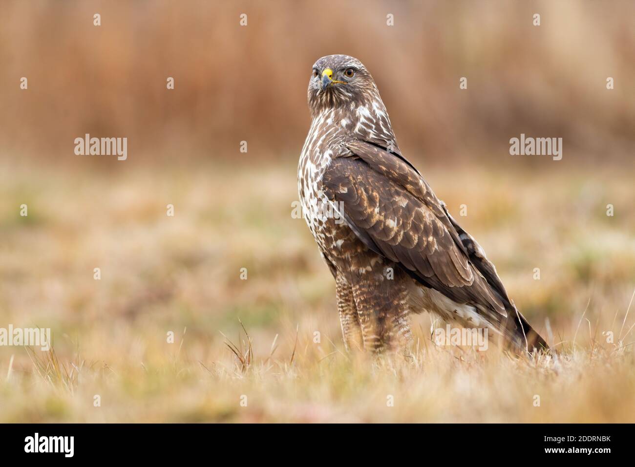 Fierce common buzzard sitting the ground in autumn nature Stock Photo ...
