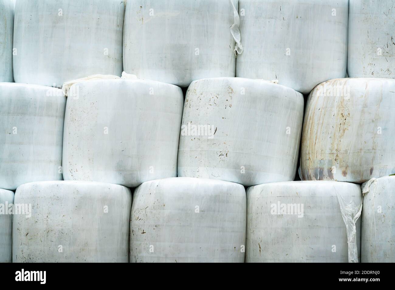 Silage hay bales wrapped in white plastic, stacked on top of each other ...