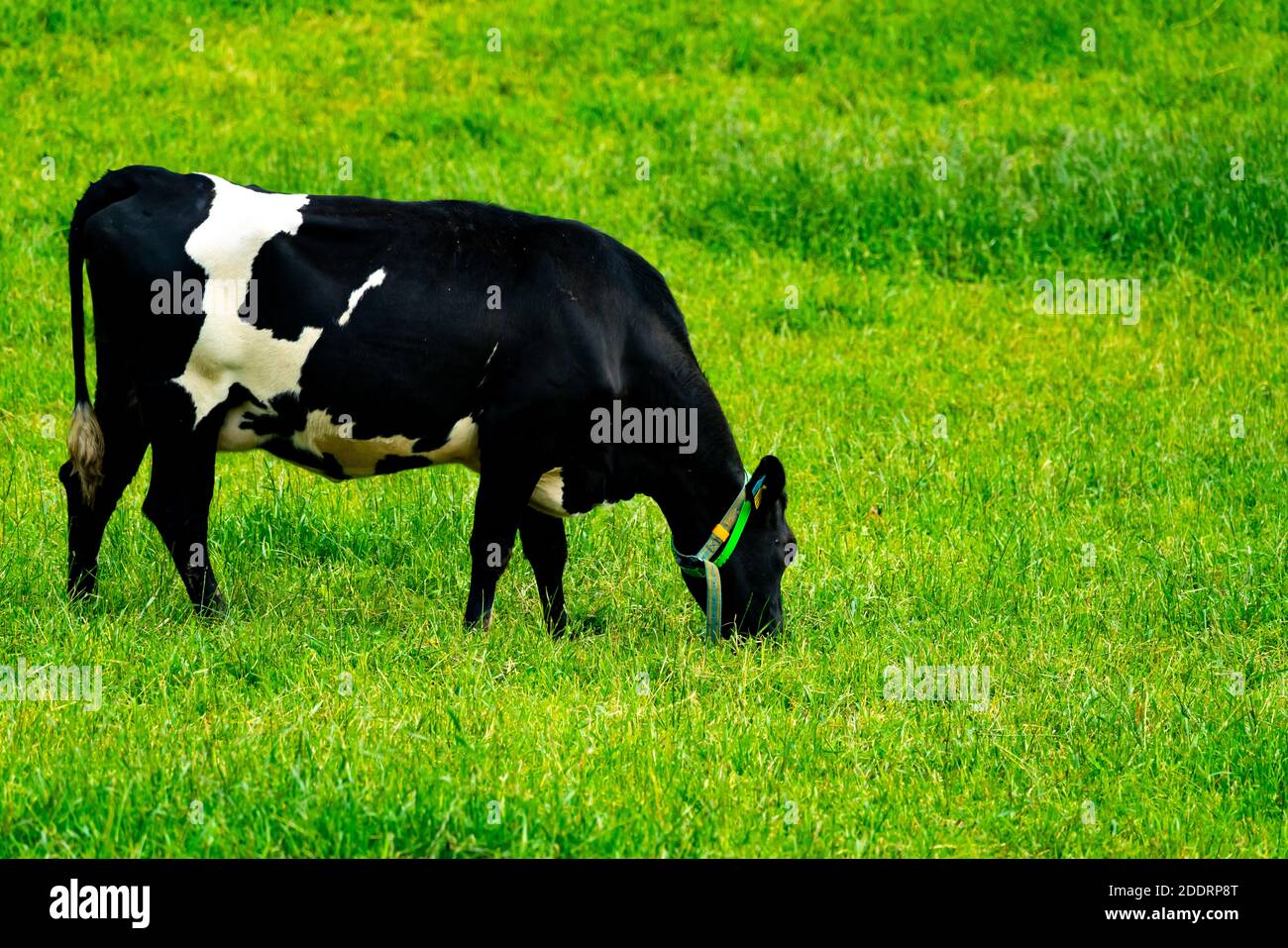Black and white Holstein Friesian cow grazing on a lush green meadow ...