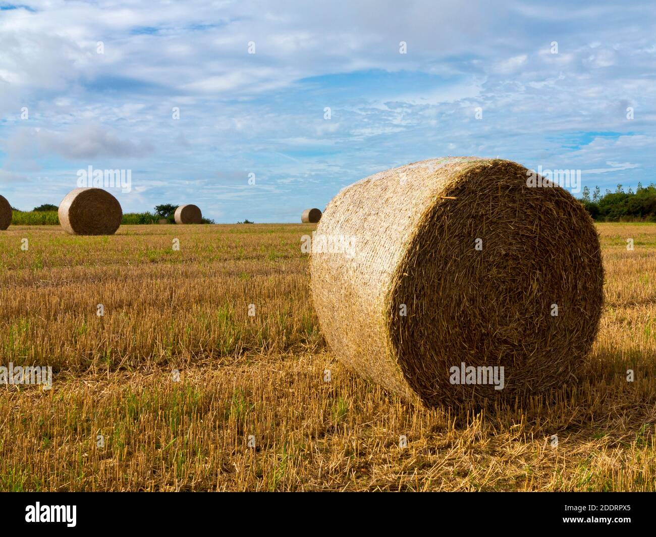 Circular bale in a newly cut field of hay in late summer Stock Photo ...