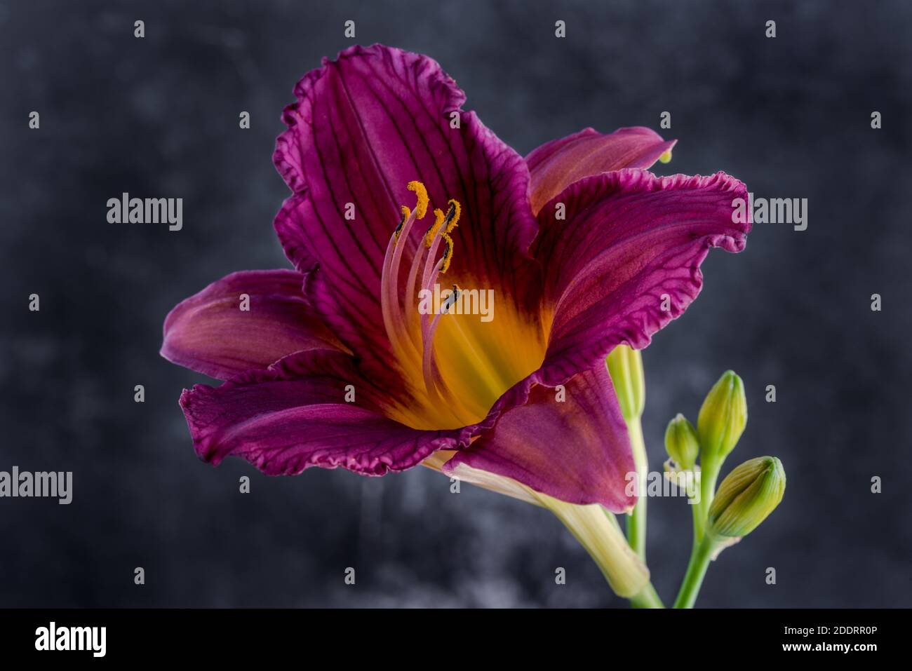 Purple Lily Flower Bloom Stock Photo - Alamy