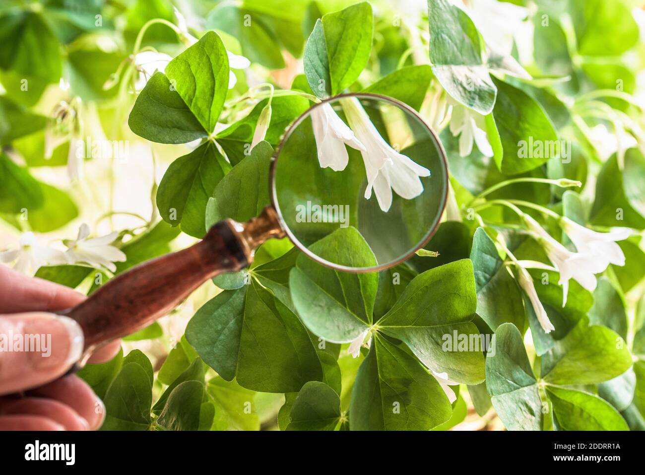 Flower Petal Through a Magnifying Glass Stock Photo - Alamy
