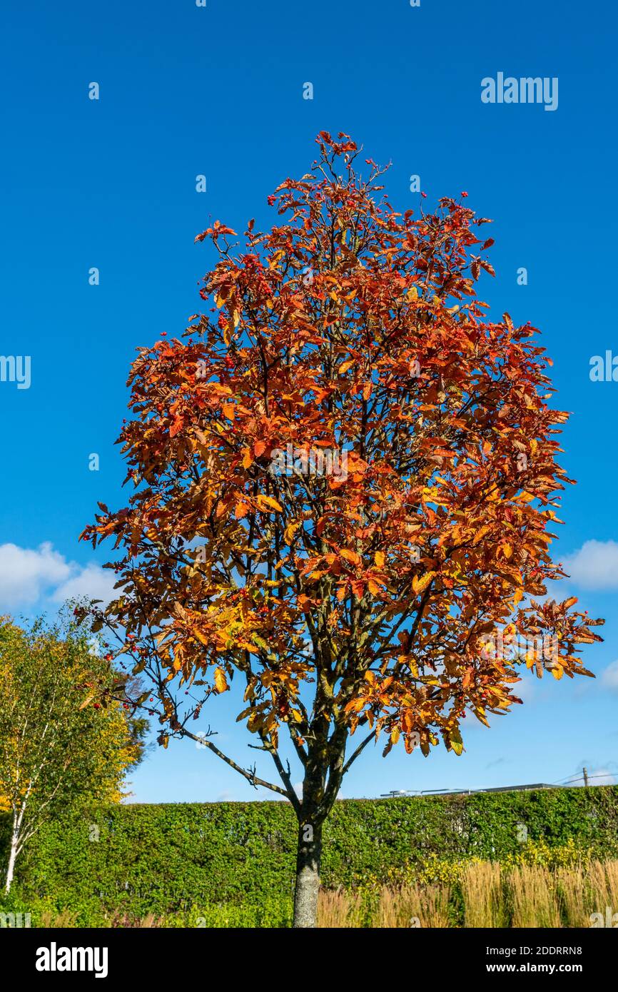 Mountain ash in fall hi-res stock photography and images - Alamy