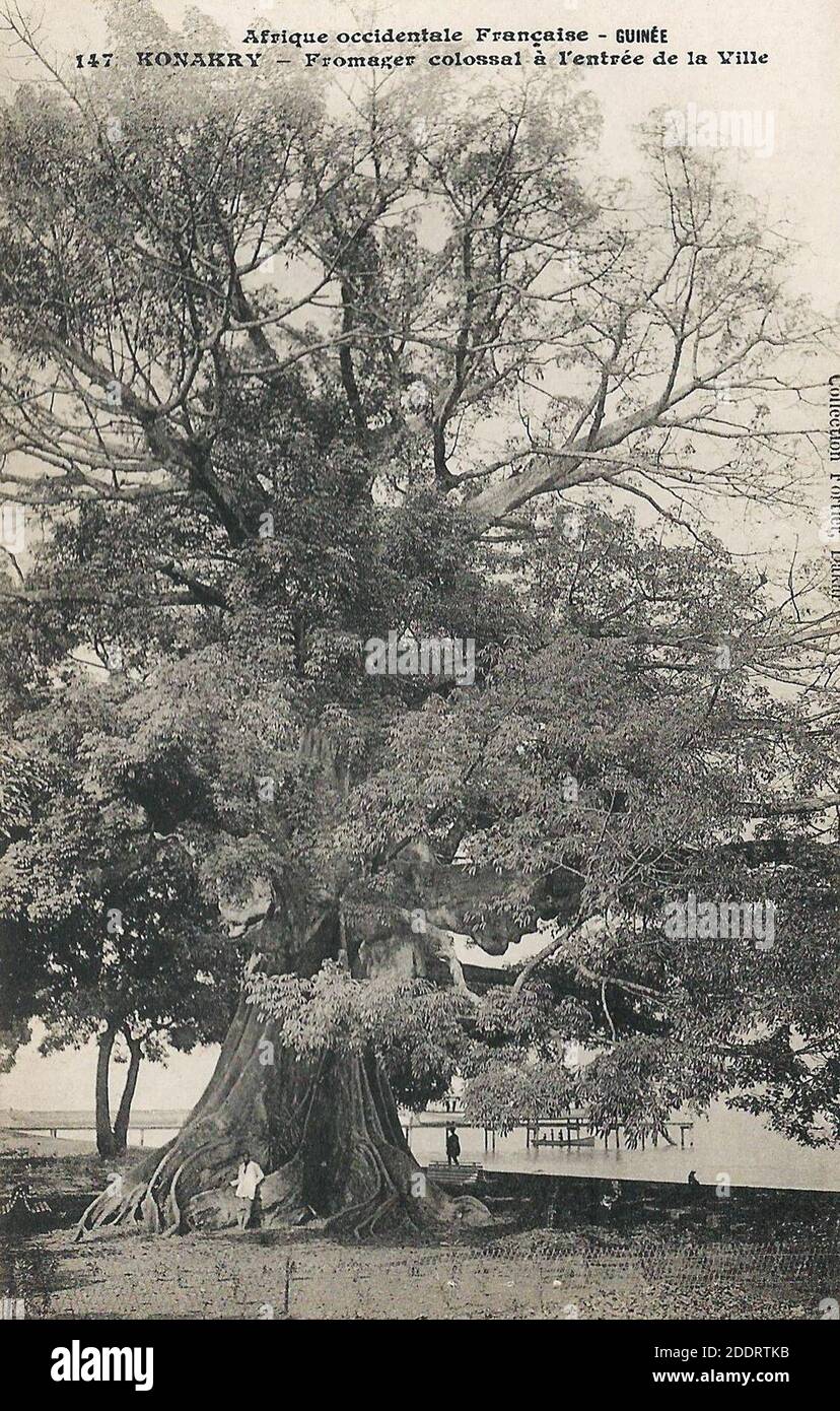 Fromager tree hi-res stock photography and images - Alamy