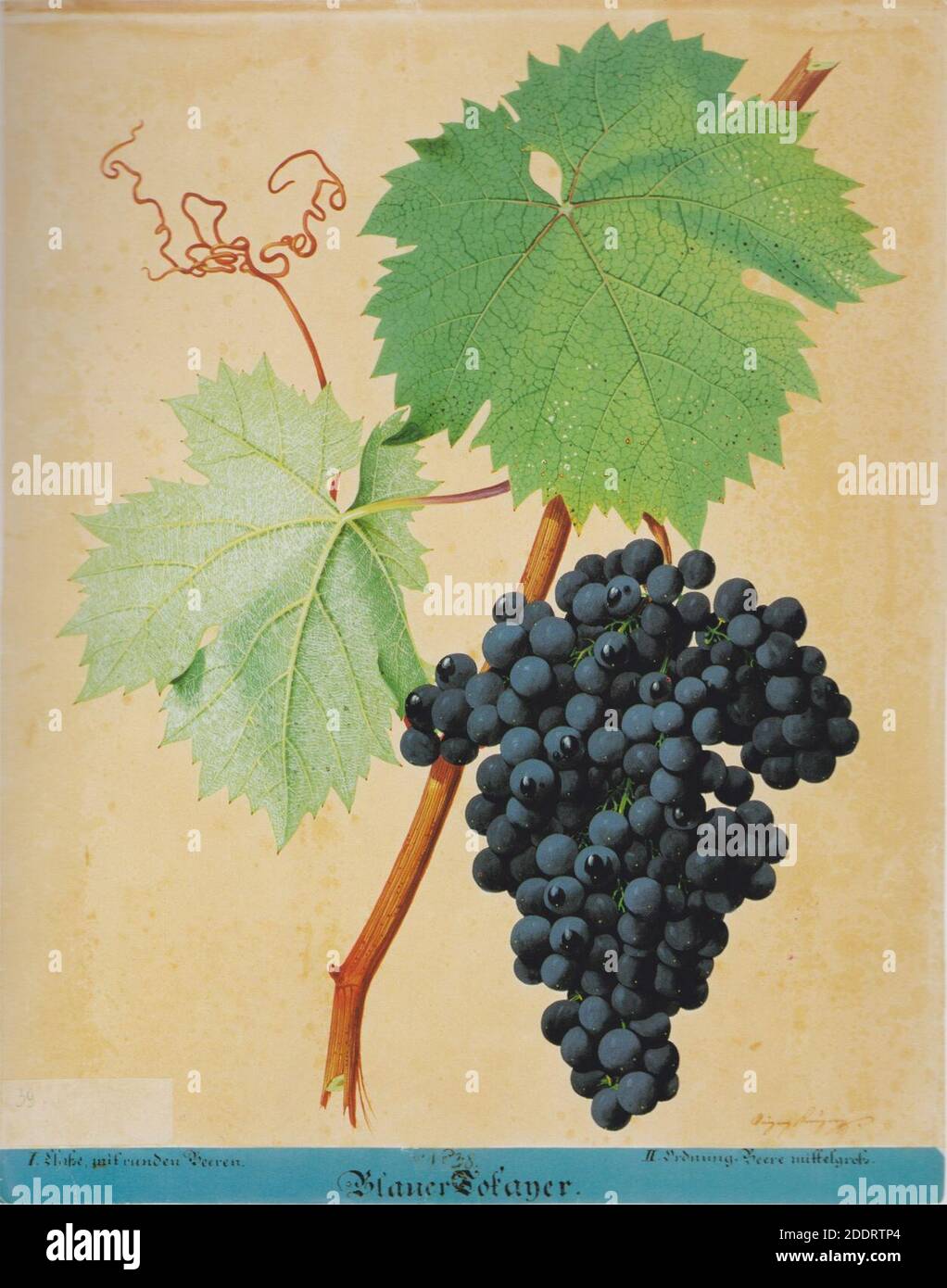 Kreuzer Ampelographie 022 Blauer Tokayer Stock Photo - Alamy
