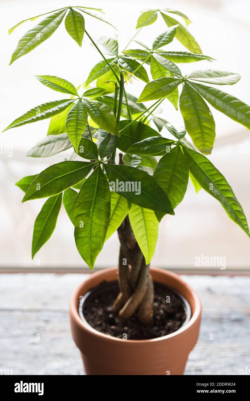 Money Tree - Said to Bring Good Fortune Stock Photo - Alamy