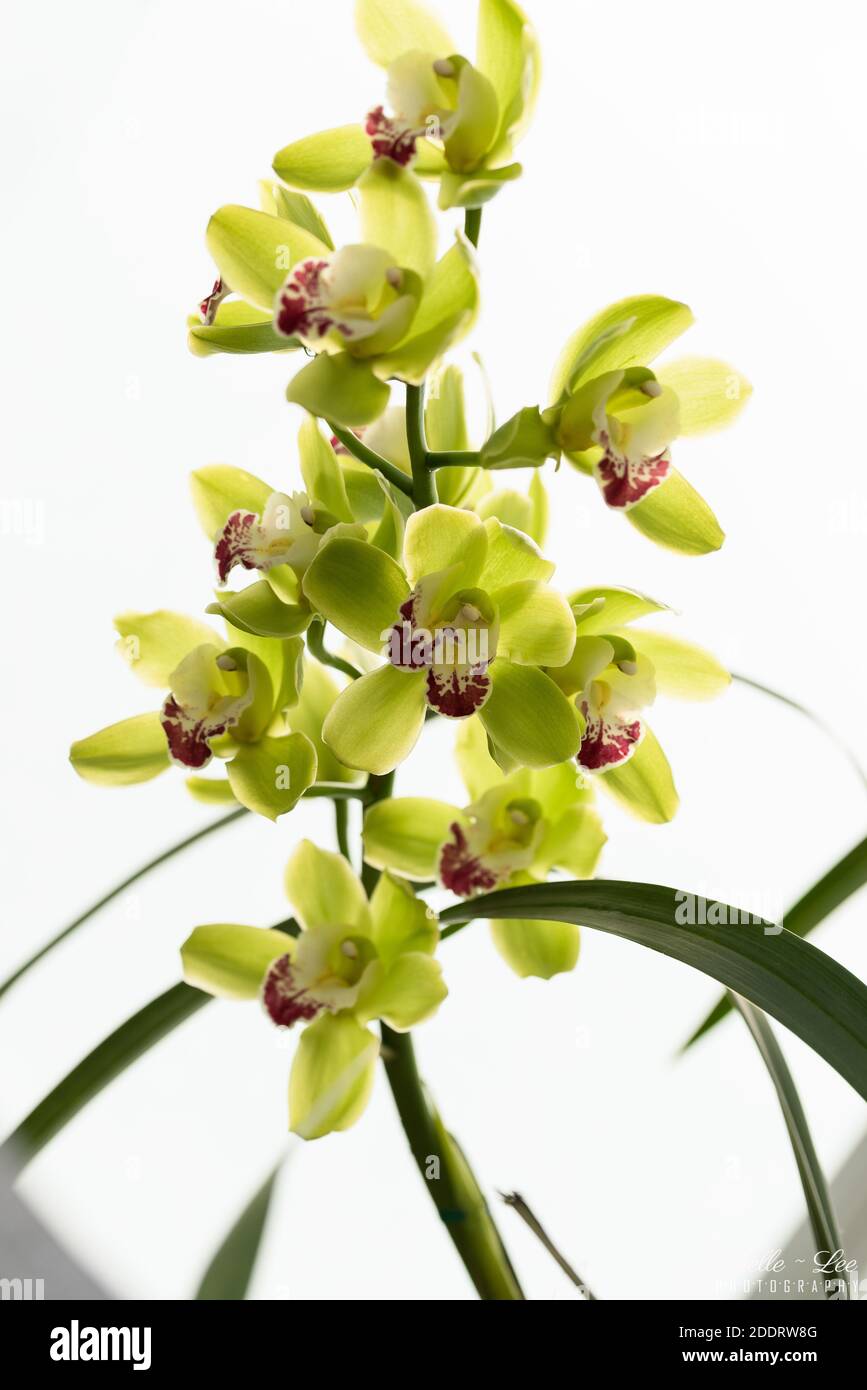 Orchid stems hi-res stock photography and images - Alamy